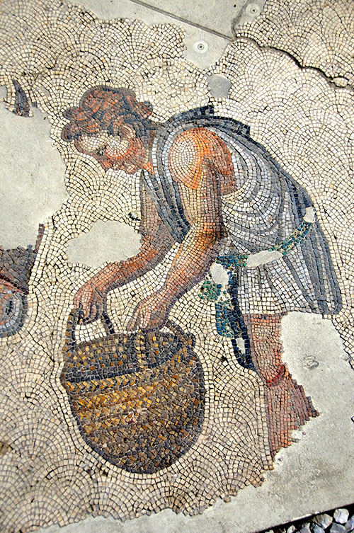 Muse Harvest - Muse Knowledge